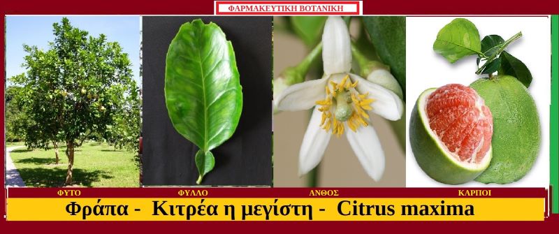 Φράπα: Κιτρέα η μεγίστη - Του Σταύρου Π. Καπλάνογλου Γεωπόνου ...