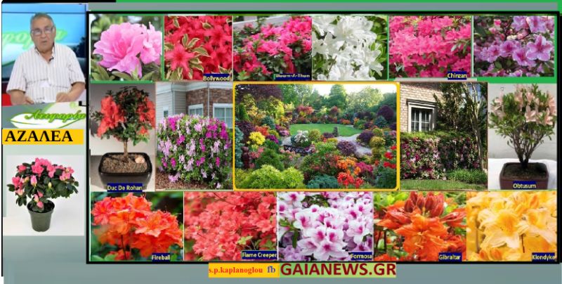 Αζαλέα, Azaleas Rhododendrons (Video )- Του Σταύρου Π. Καπλάνογλου ...