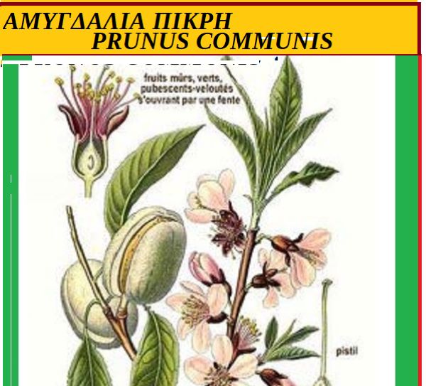 Αμυγδαλιά πικρή – Της Μάρθας Στ. Καπλάνογλου Γεωπόνο | KOZANILIFE.GR