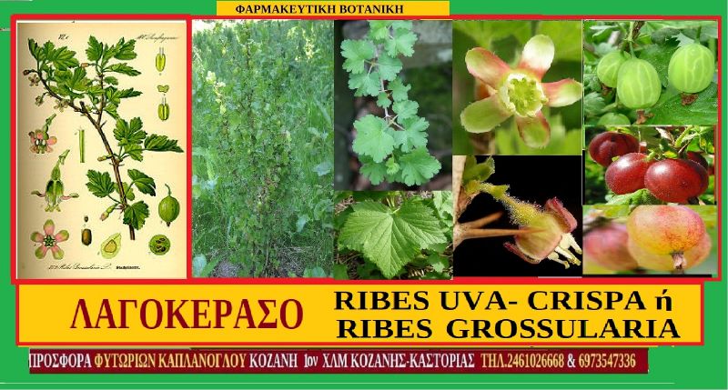 Λαγοκέρασο -Του Σταύρου Π. Καπλάνογλου | KOZANILIFE.GR