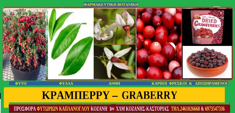 Κράνμπερι – Cranberry – Του Σταύρου Π. Καπλάνογλου | KOZANILIFE.GR